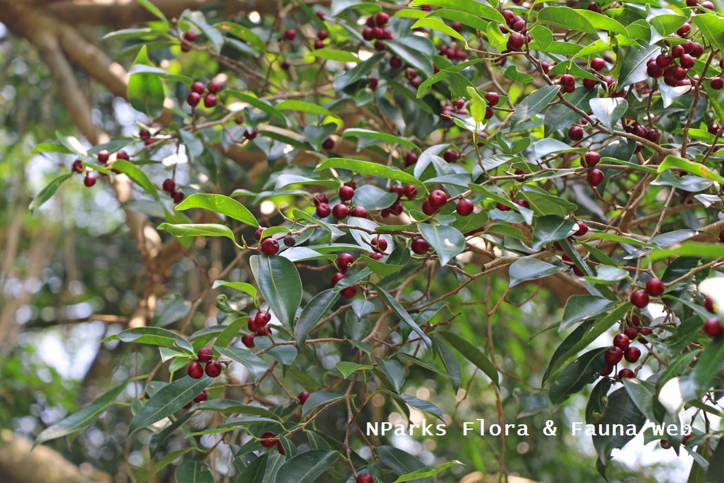 Ficus kurzii - National Parks Board