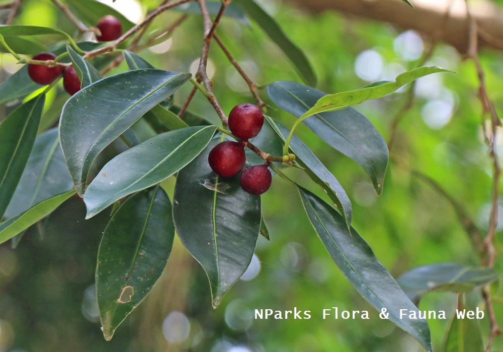 Ficus kurzii - National Parks Board
