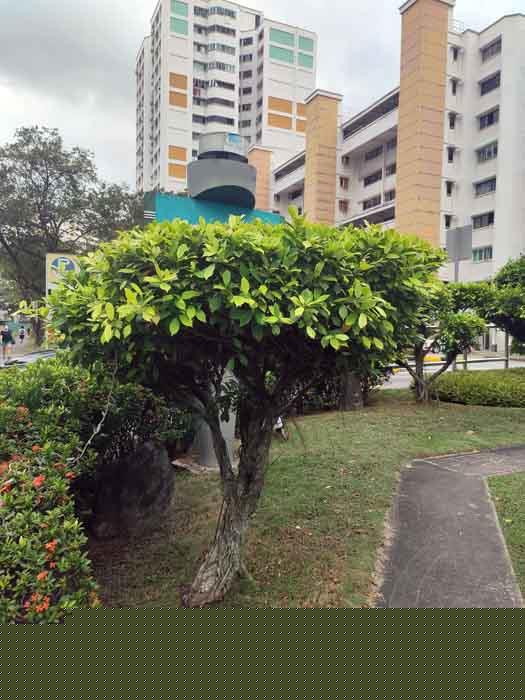 NParks | Ficus microcarpa 'Golden'