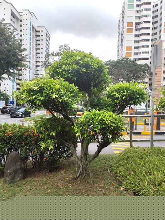 NParks | Ficus microcarpa 'Golden'