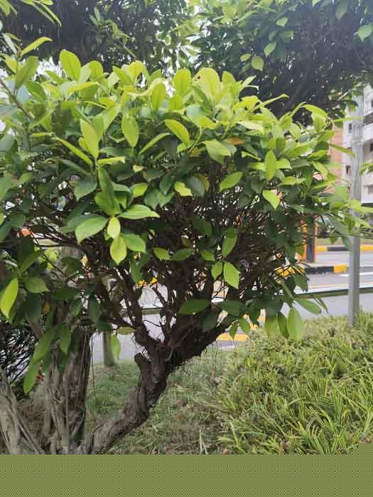 NParks | Ficus microcarpa 'Golden'