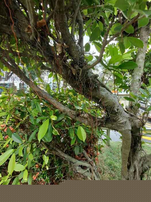 NParks | Ficus microcarpa 'Golden'