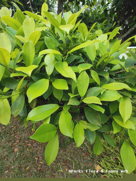 NParks | Ficus microcarpa 'Golden'