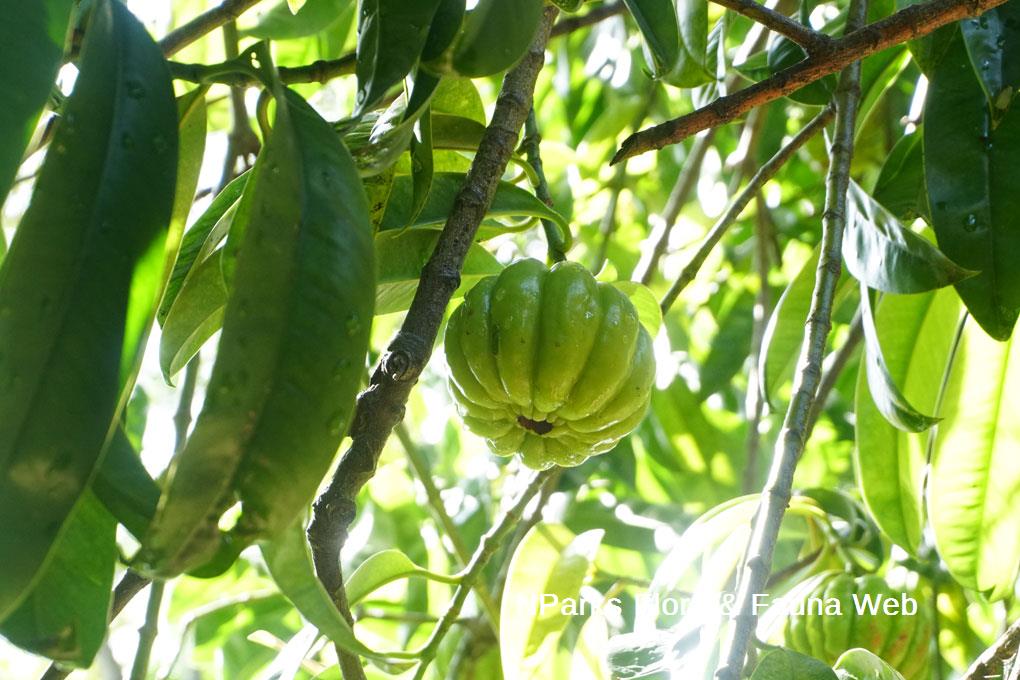 NParks | Garcinia atroviridis