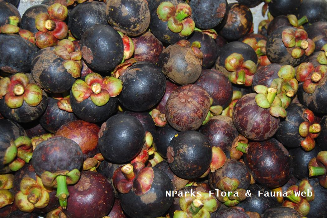 NParks | Garcinia mangostana var mangostana