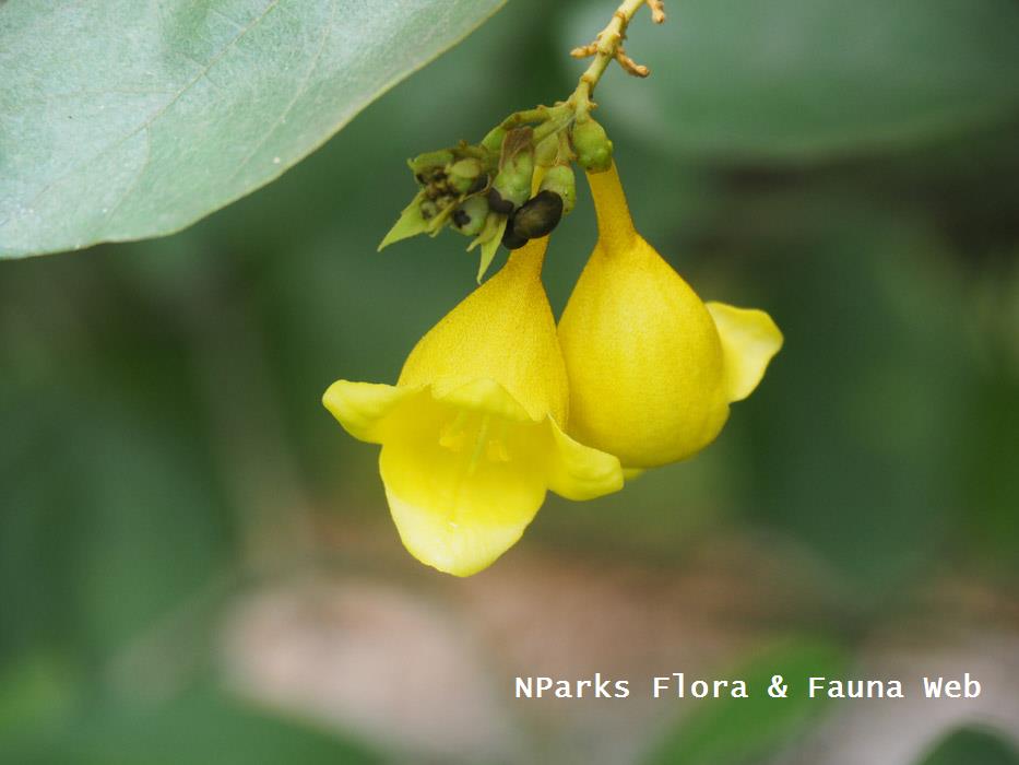 NParks | Gmelina elliptica