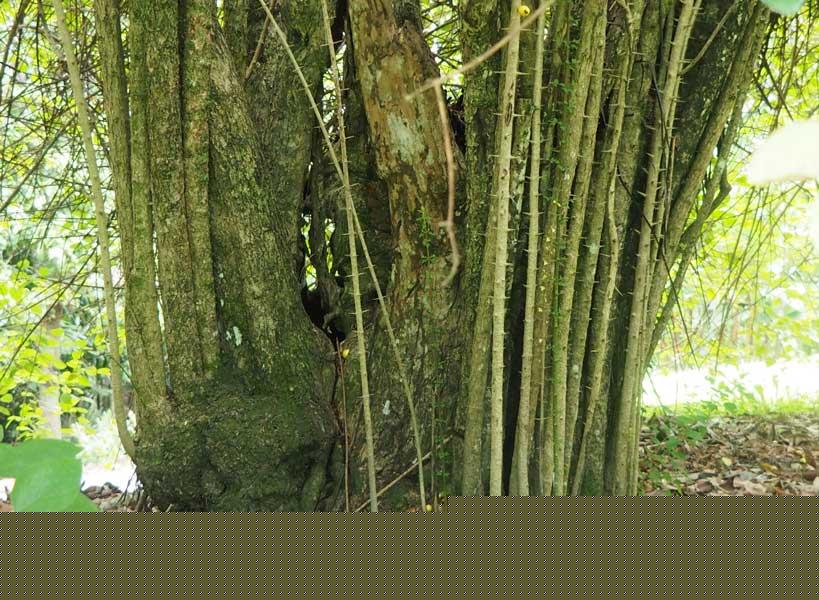 NParks | Gmelina elliptica