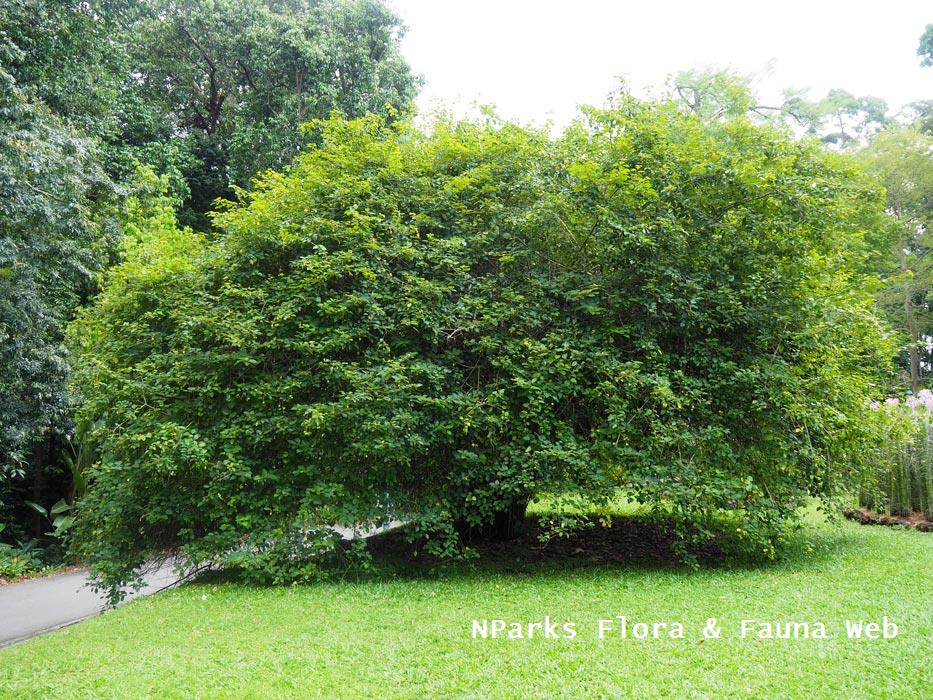 NParks | Gmelina elliptica