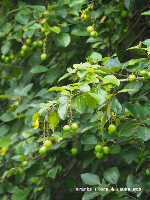 NParks | Gmelina elliptica