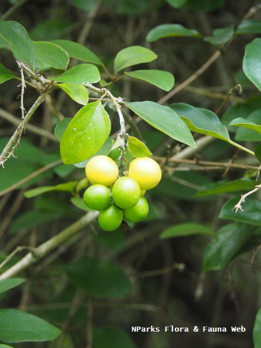 NParks | Gmelina elliptica