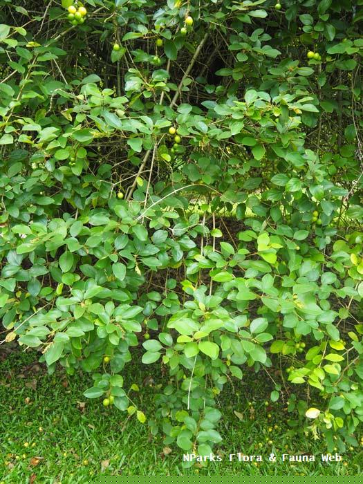 NParks | Gmelina elliptica