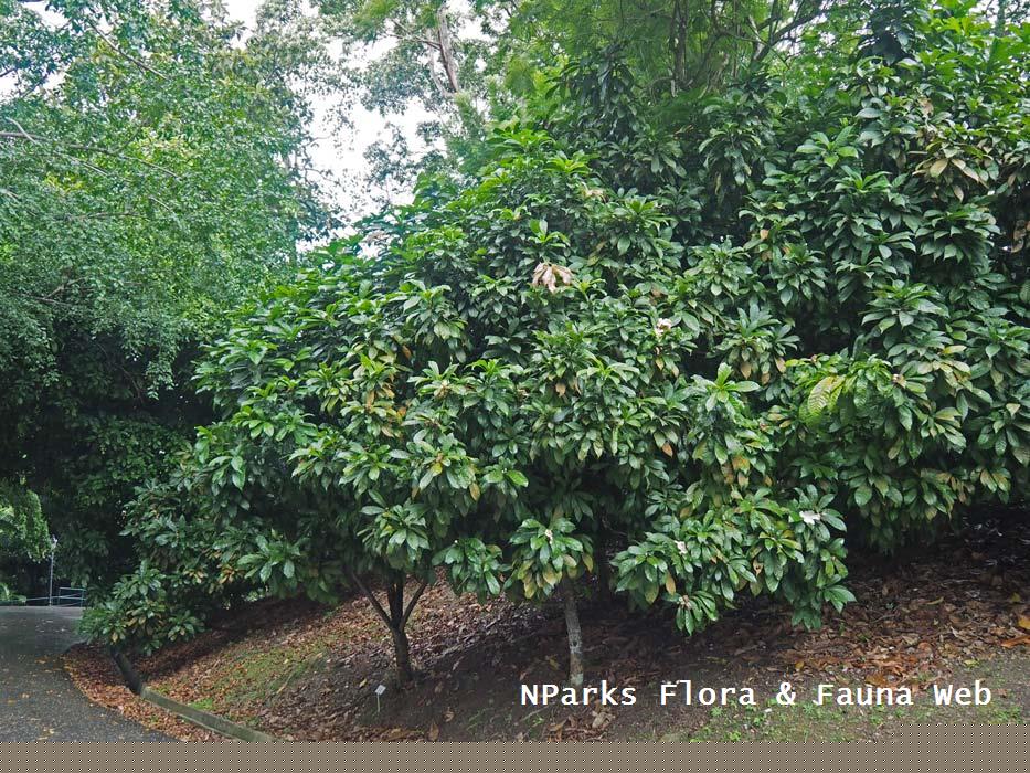 NParks | Gustavia superba