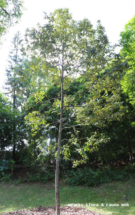 NParks | Hopea helferi