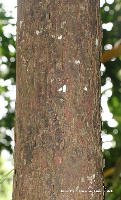 NParks | Hopea helferi