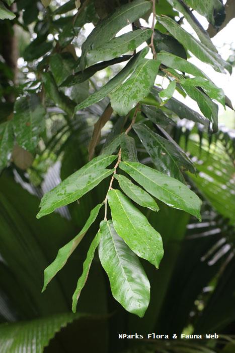 NParks | Hopea helferi