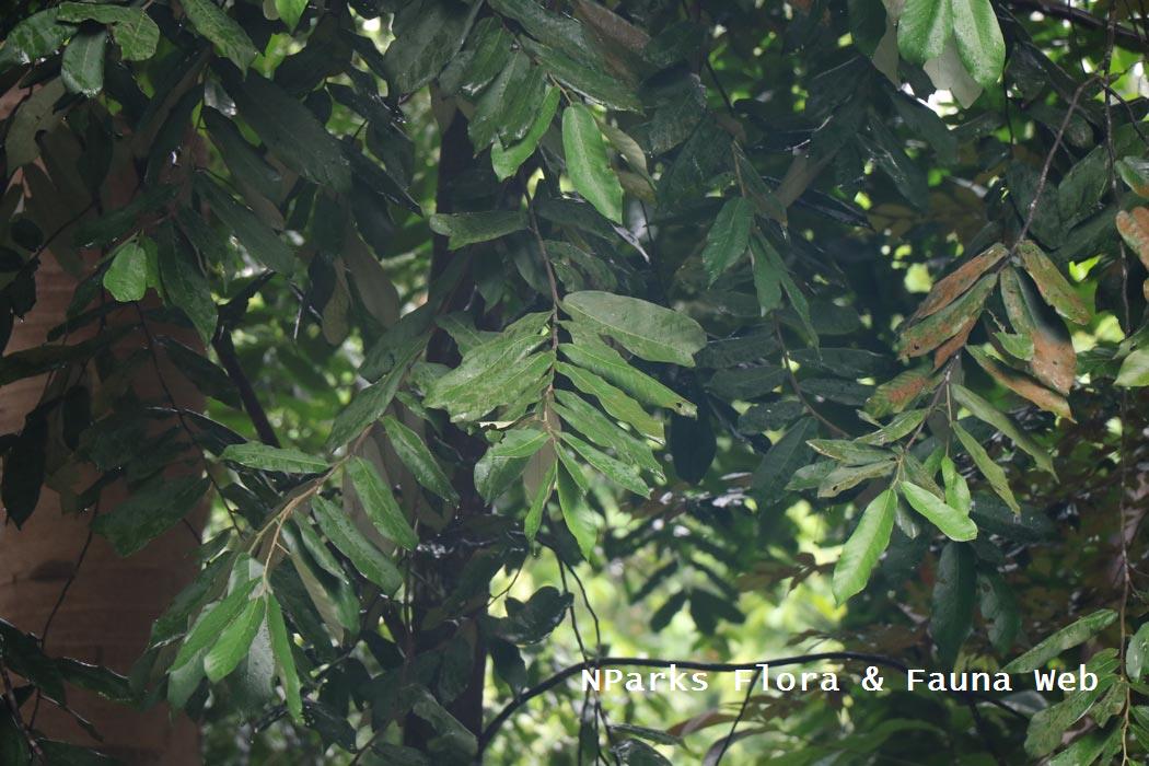 NParks | Hopea helferi