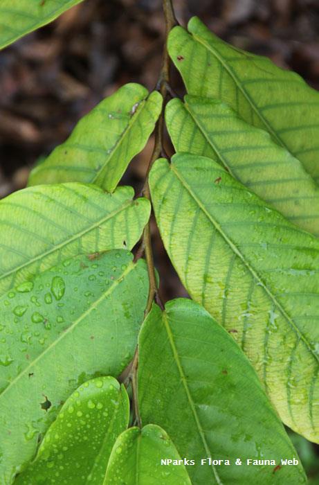NParks | Hopea helferi
