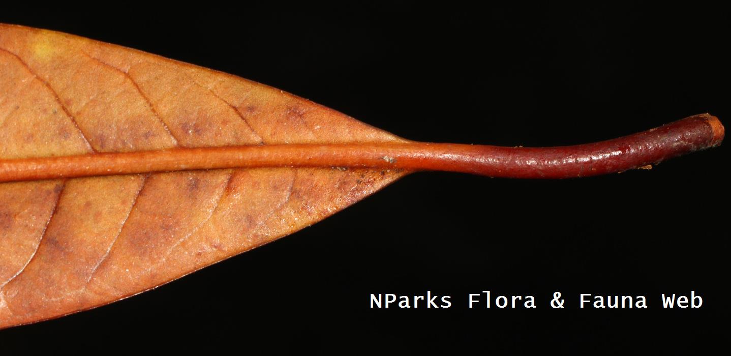 NParks | Horsfieldia sparsa