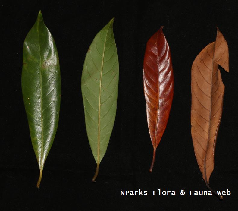 NParks | Horsfieldia sparsa