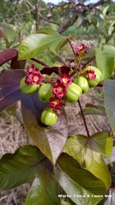 NParks | Cyperus prolifer