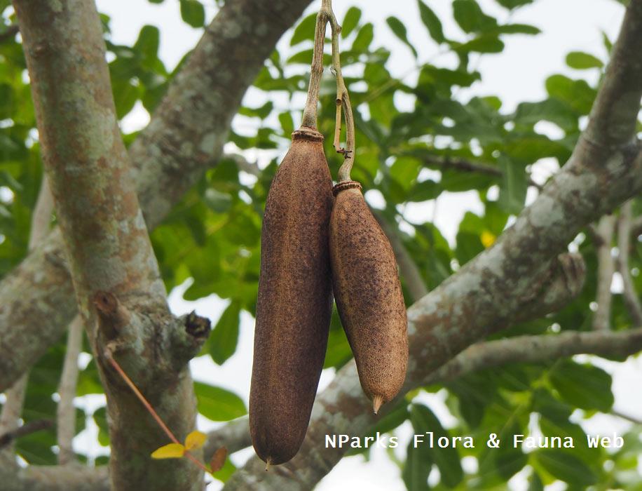 NParks | Kigelia africana