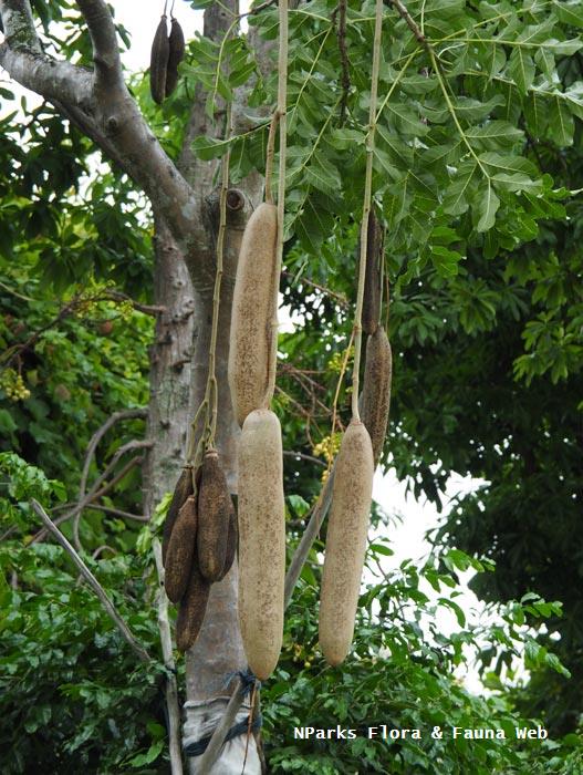 NParks | Heliconia psittacorum 'Lady Di'(Variegated)