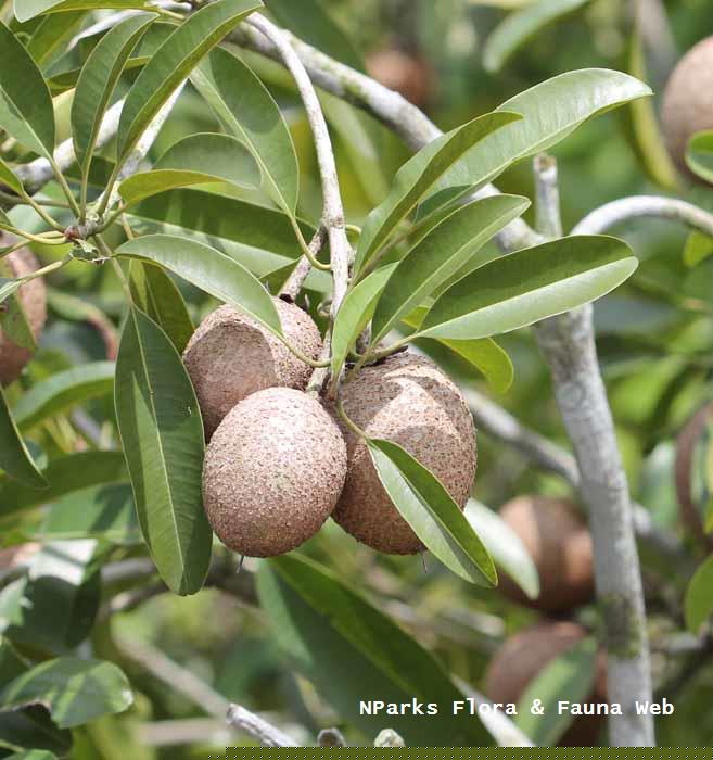 NParks | Manilkara zapota