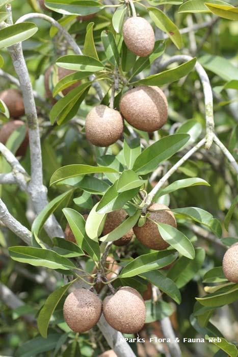 NParks | Manilkara zapota