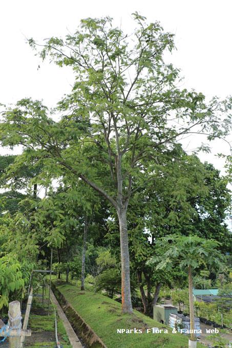 NParks | Parkia speciosa