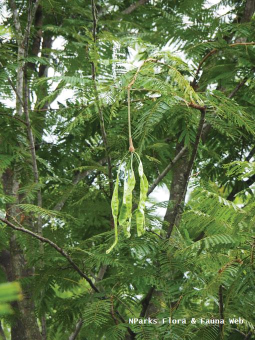 NParks | Parkia speciosa