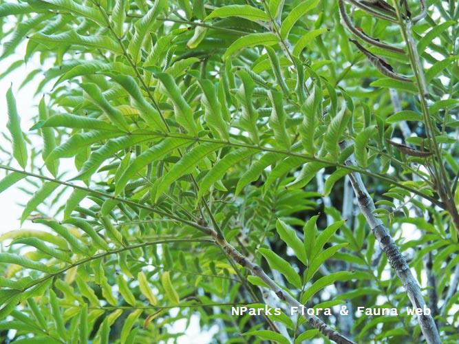 NParks | Peronema canescens