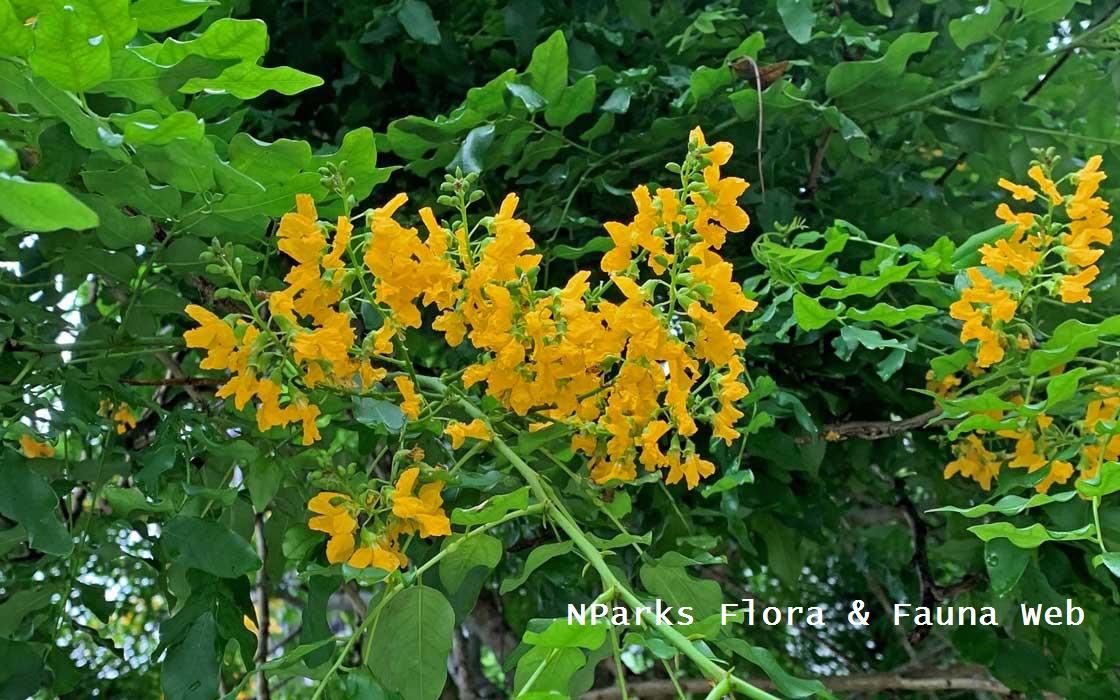 NParks | Pterocarpus indicus 'Pendula'