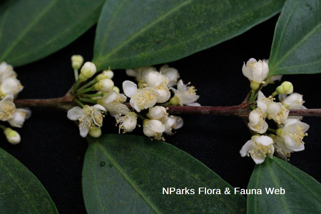 NParks | Rhodamnia cinerea