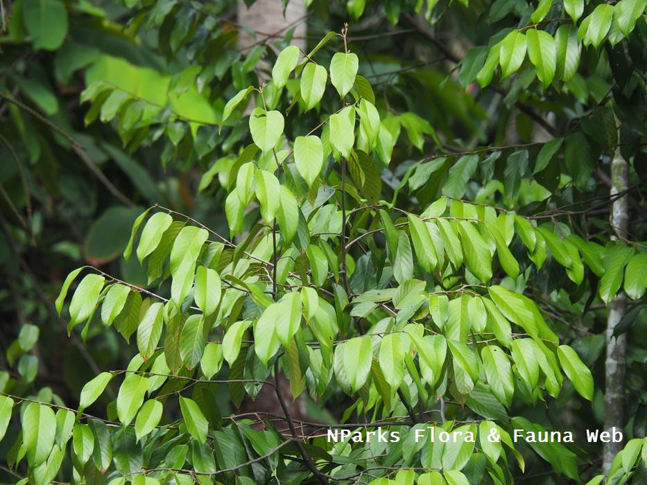 NParks | Shorea sumatrana