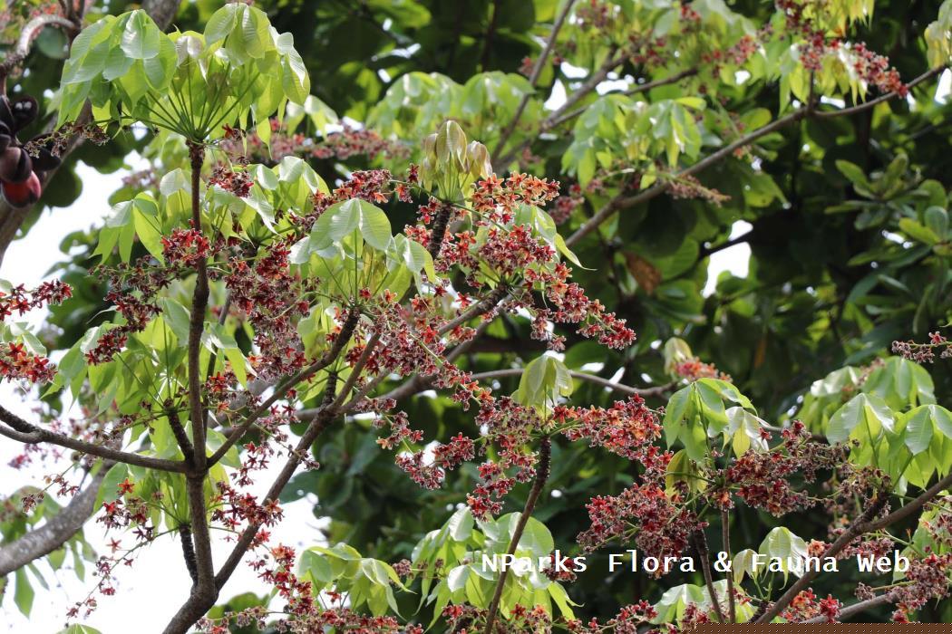 NParks | Sterculia foetida