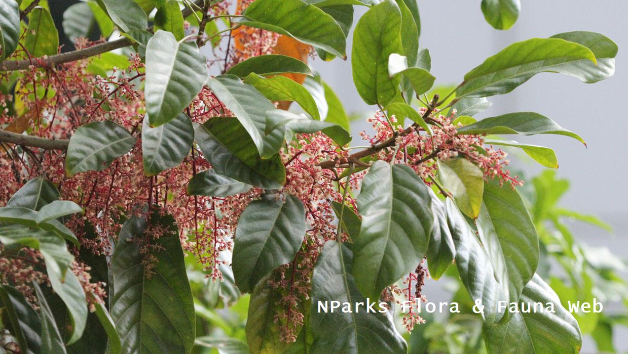 NParks | Sterculia parviflora