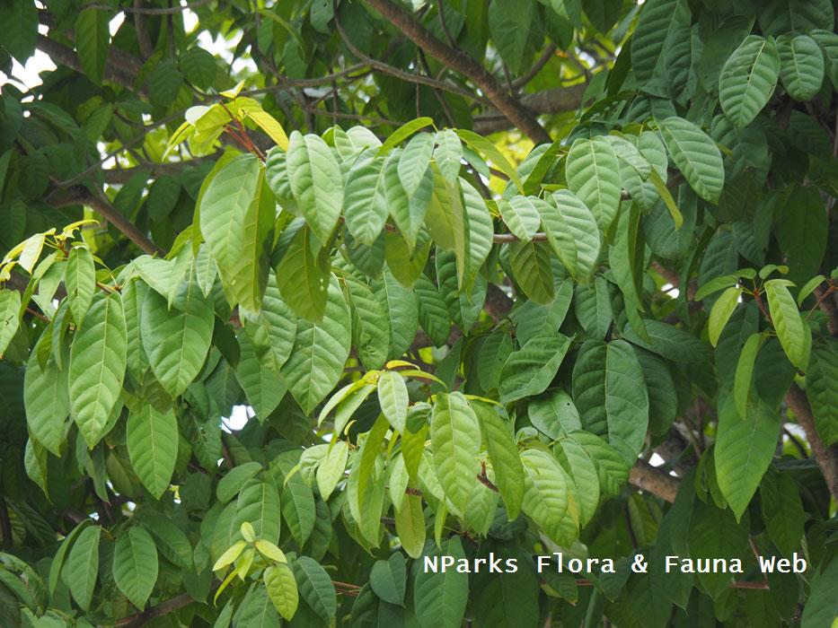 NParks | Sterculia parviflora