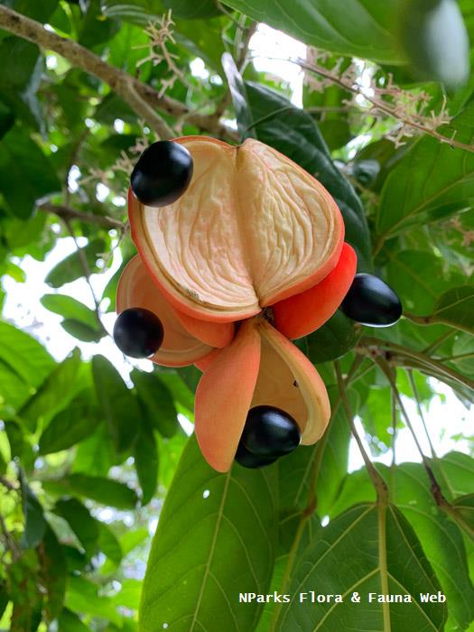 NParks | Sterculia parviflora