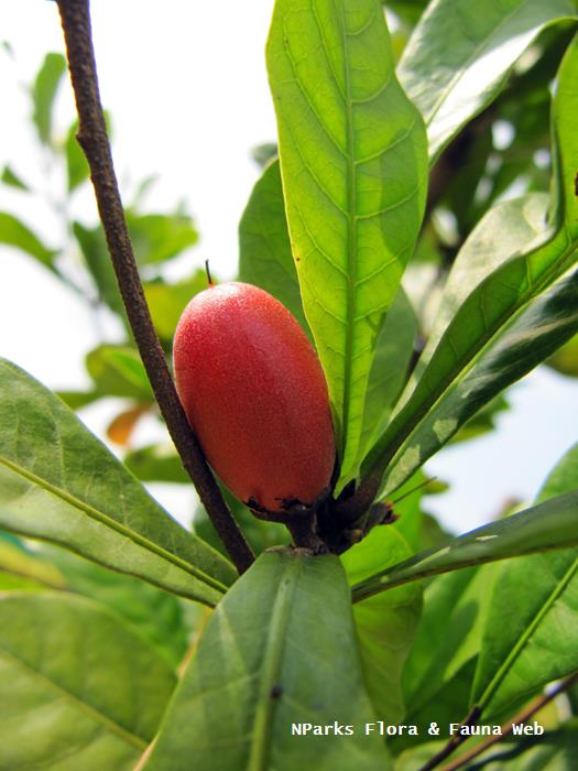 NParks | Synsepalum dulcificum