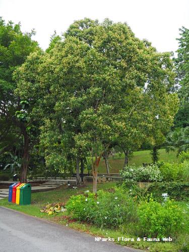 NParks | Tristaniopsis obovata