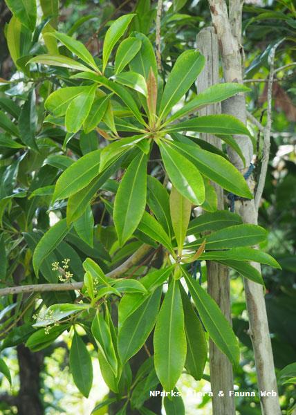 NParks | Tristaniopsis whiteana