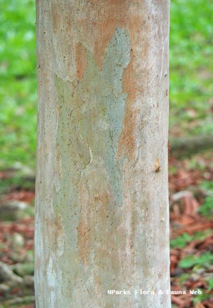 NParks | Tristaniopsis whiteana