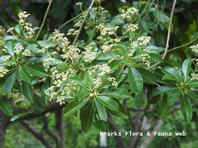 NParks | Tristaniopsis whiteana