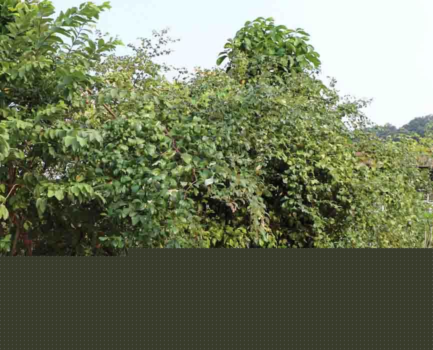 NParks | Ziziphus mauritiana