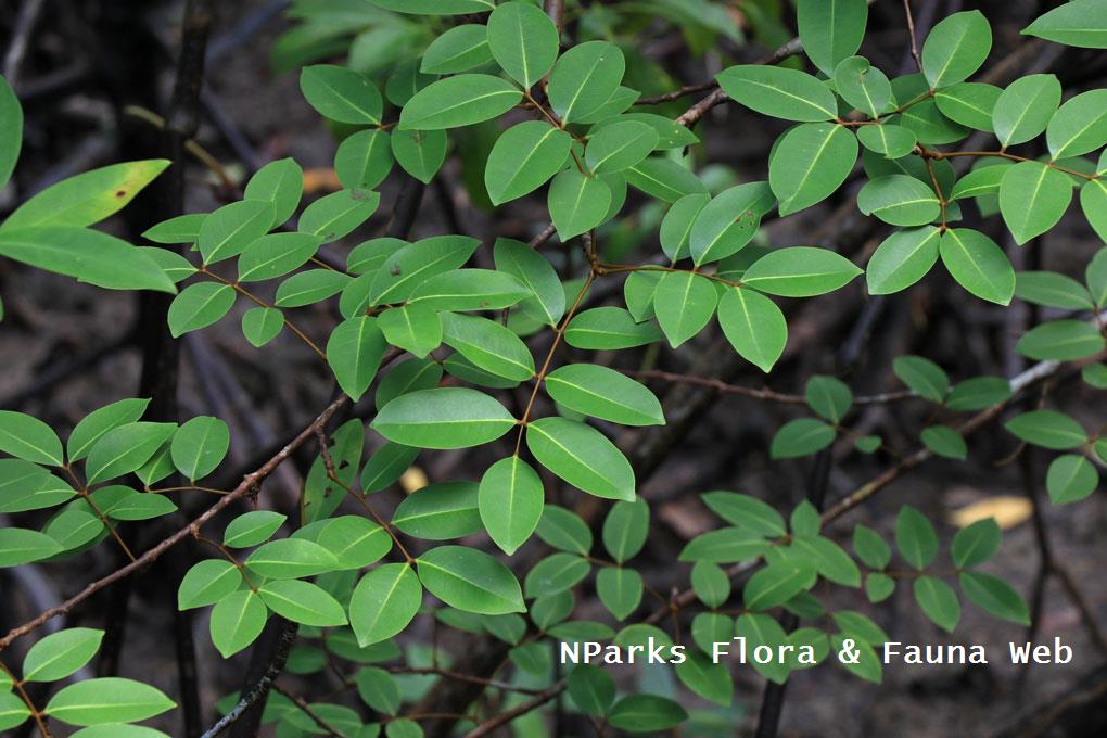 NParks | Xylocarpus moluccensis