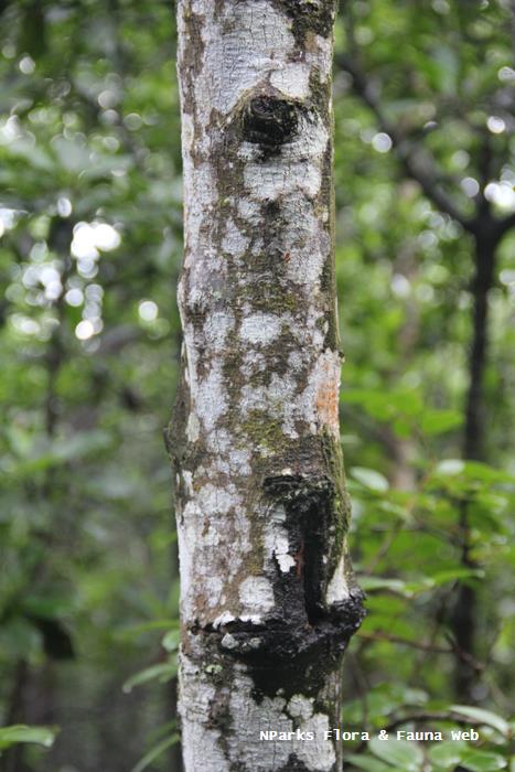 NParks | Xylocarpus moluccensis