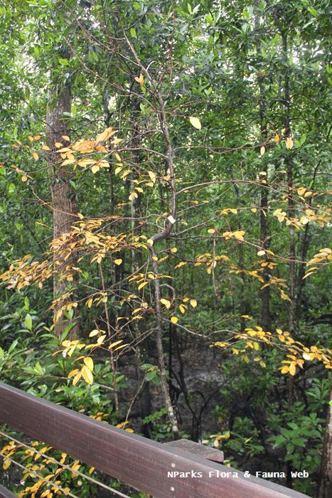 NParks | Xylocarpus moluccensis