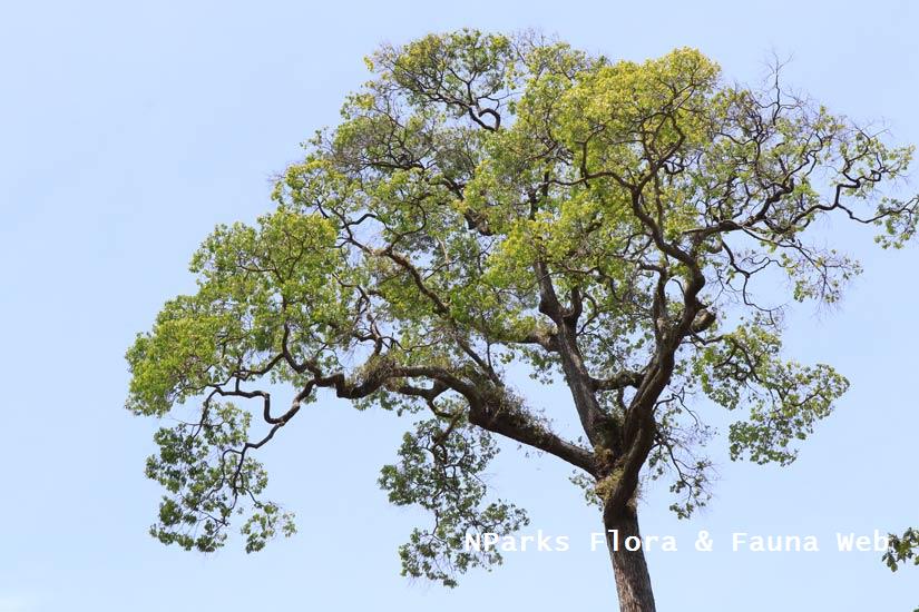 NParks | Richetia gibbosa