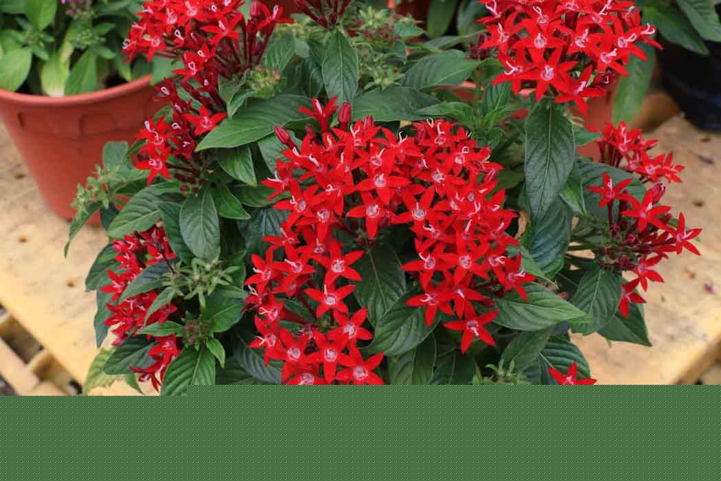 Egyptian Star Cluster Lanceolata