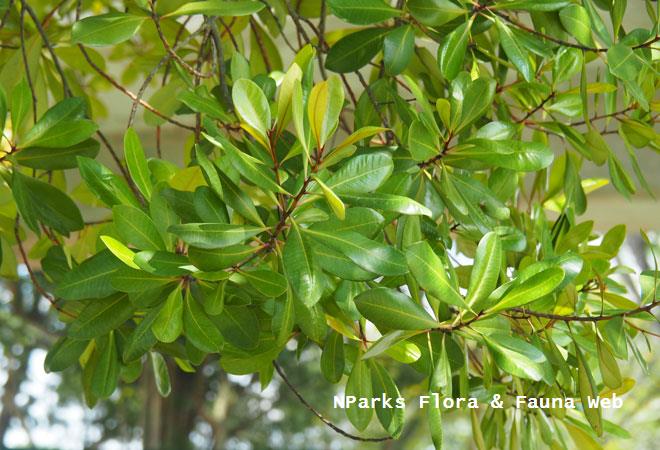 NParks | Tristaniopsis obovata